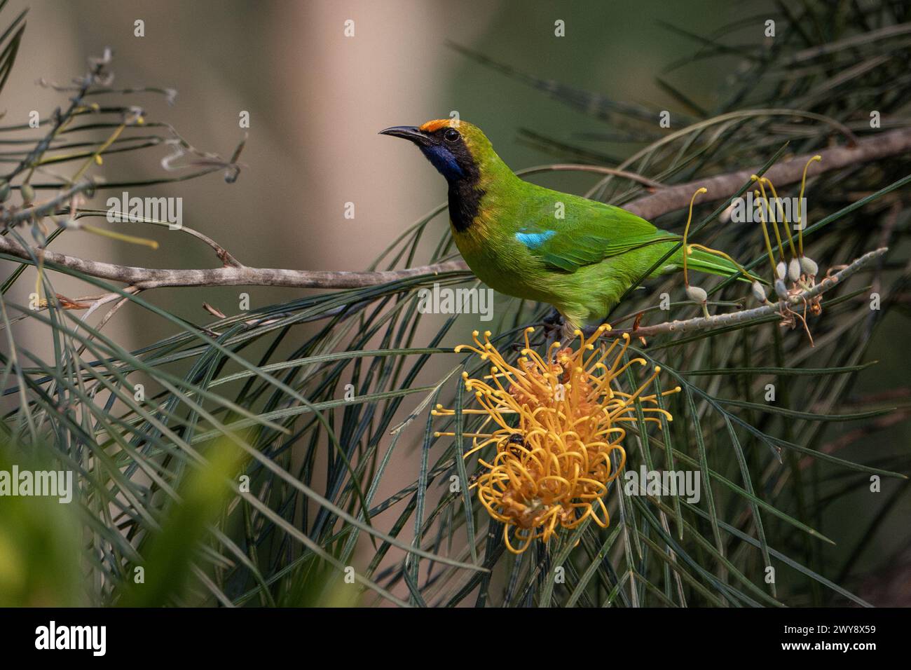 Golden-fronted Leafbird in flowering tree, Malee's Nature Bungalows ...
