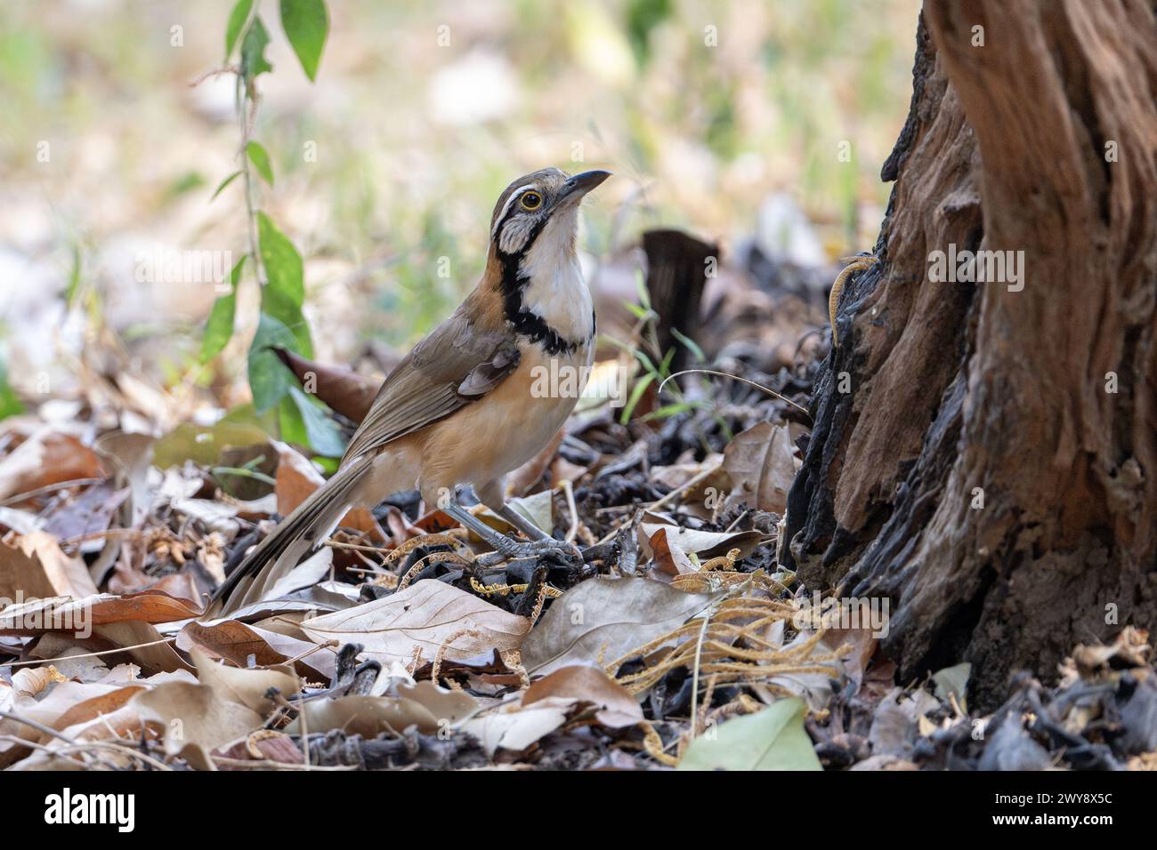 Greater-necklaced Laughingthrush, Baan Maka Nature Lodge, Kaeng Krachan ...