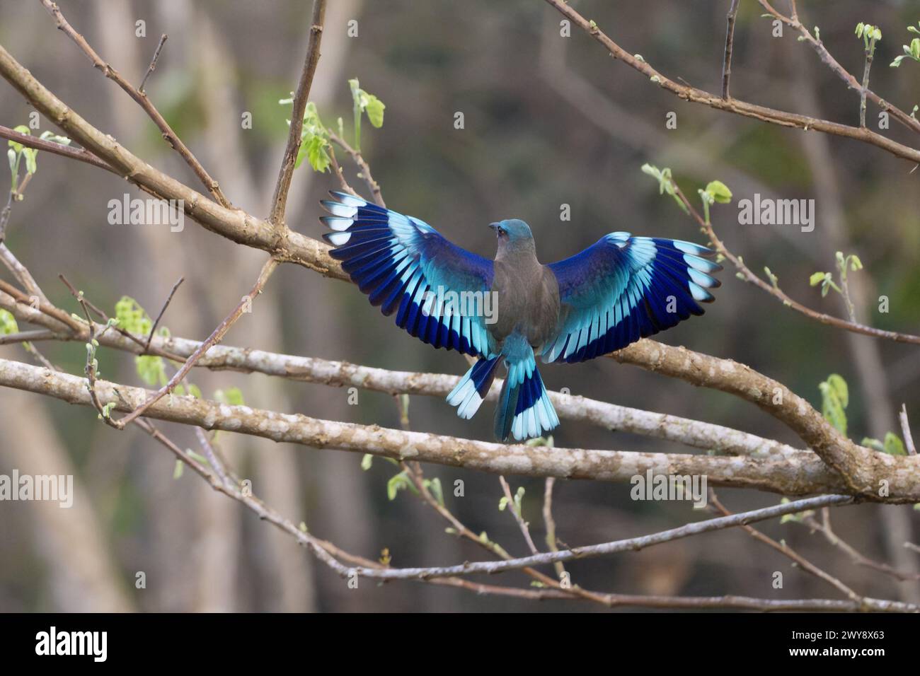 Indian Roller in flight displaying full wing spread, Kaeng Krachan NP, Phetchaburi, Thailand ...