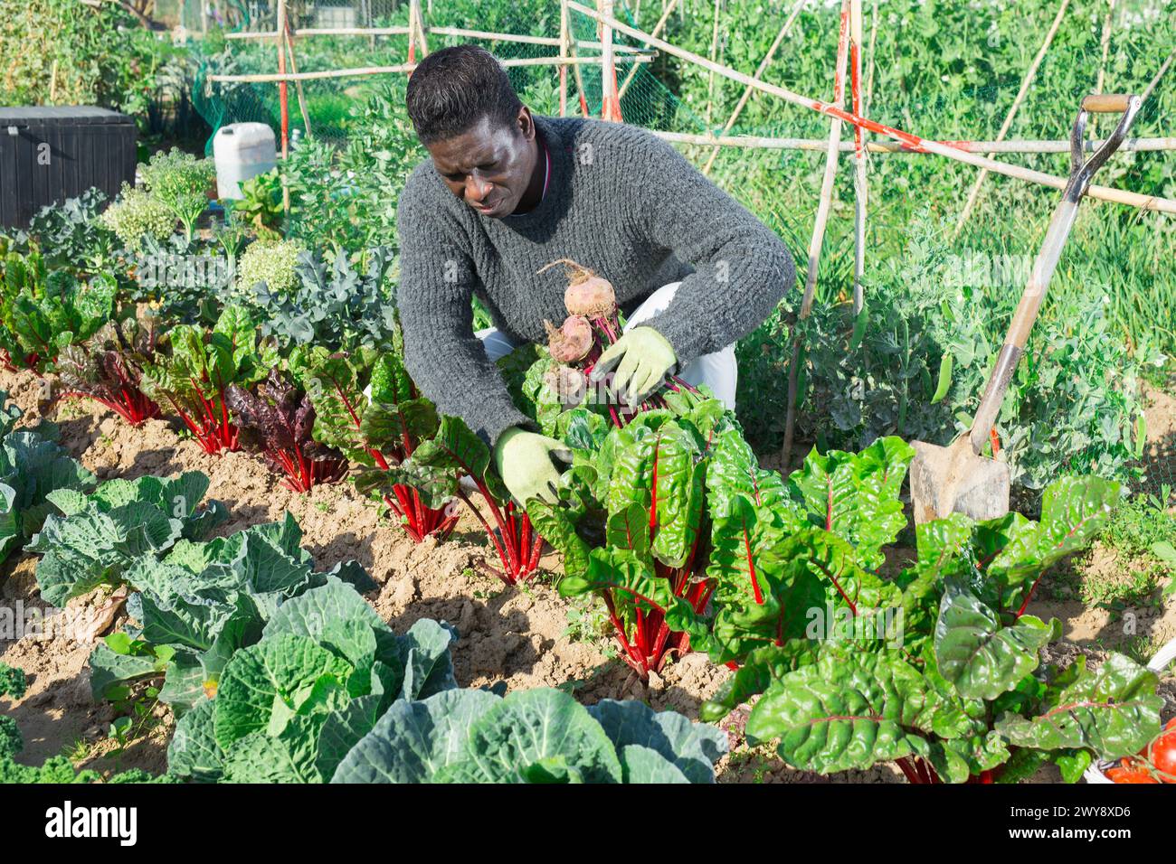 Afro american farmer man harvesting fresh beetroot Stock Photo - Alamy