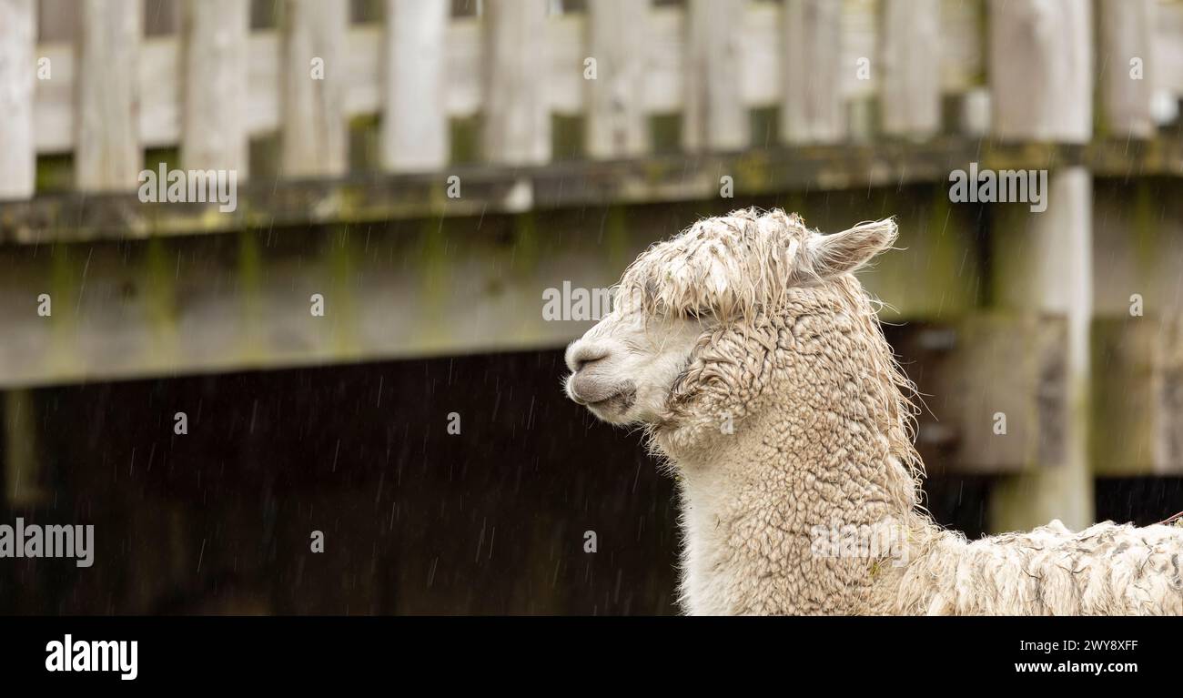 Llama alpaca together hi-res stock photography and images - Alamy