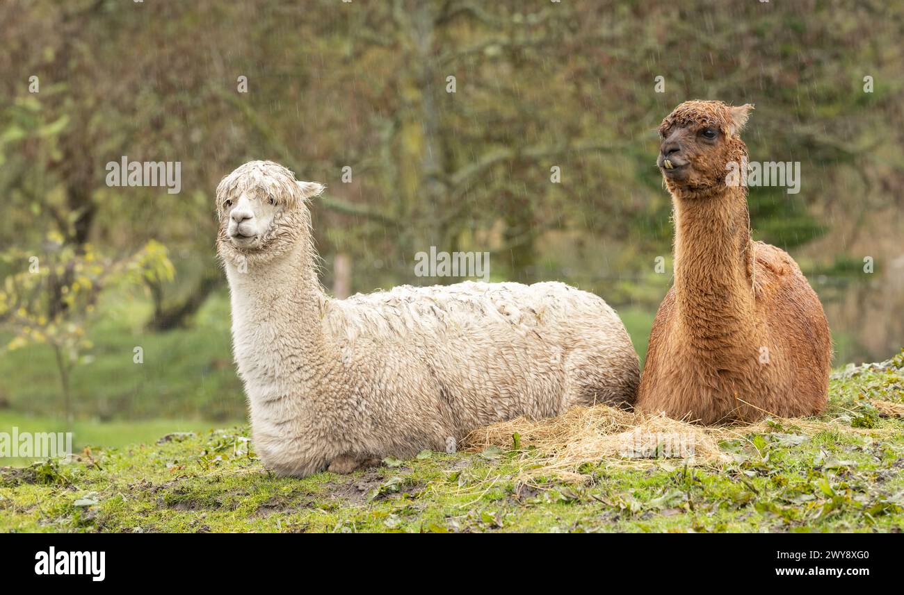 Different coloured animals hi-res stock photography and images - Alamy