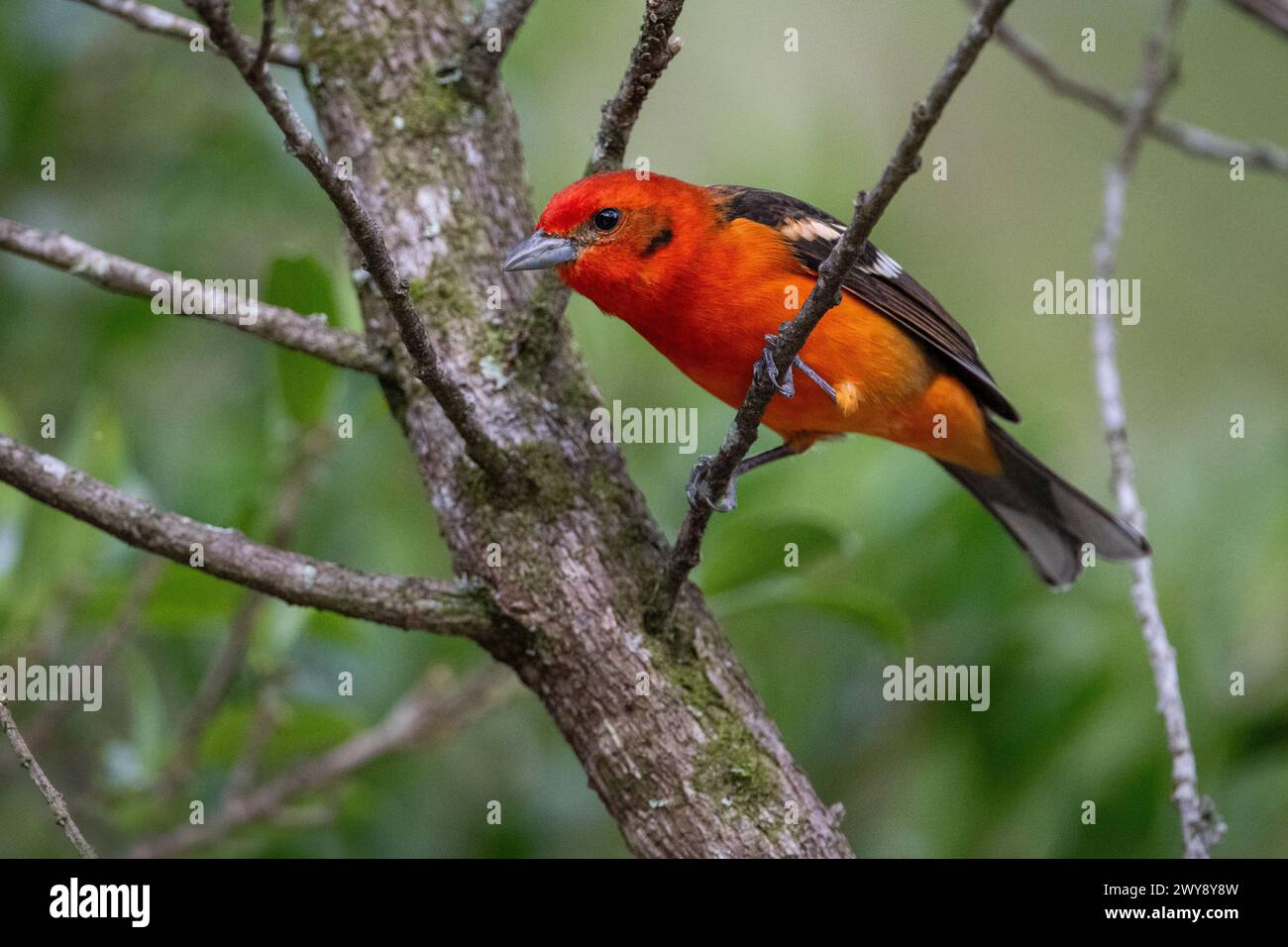 Flame-colored Tanager breeding male, Savegre Hotel, San Gerardo de Dota ...