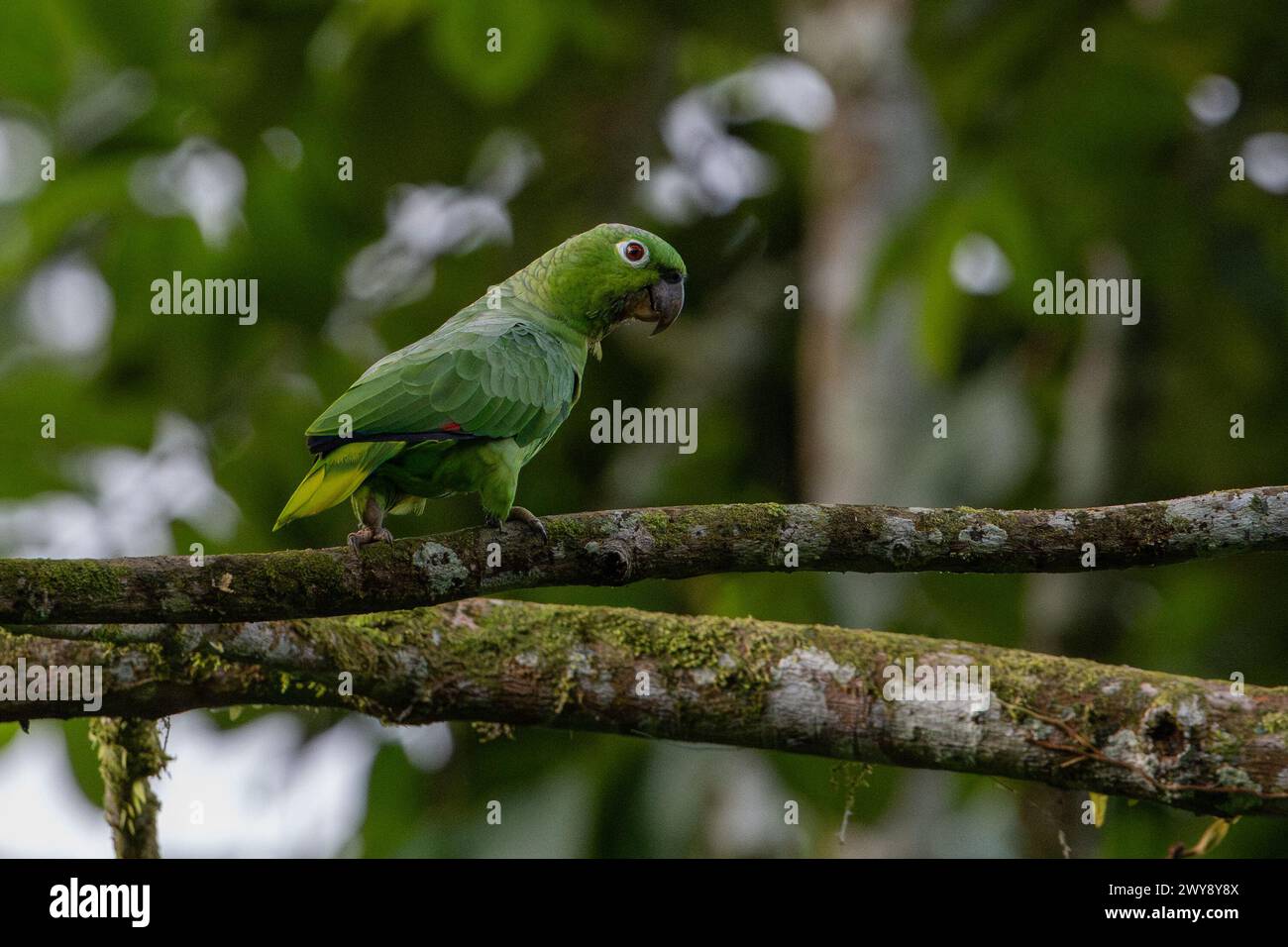 Mealy Parrot, poses on branch, La Selva Biological Station, Sarapiqui ...
