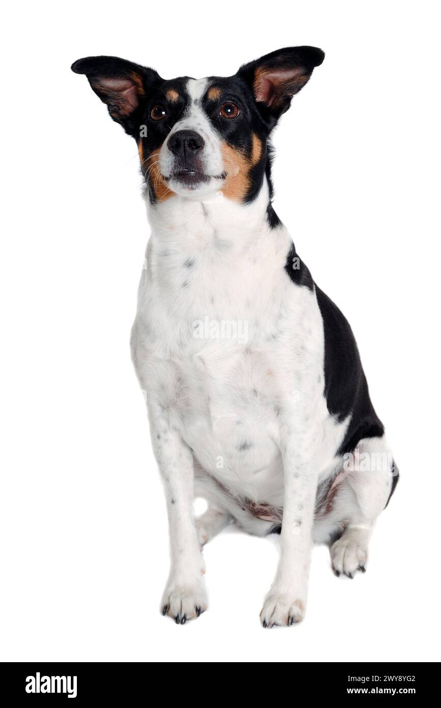Happy Rat terrier puppy dog is sitting, isolated on a white background ...