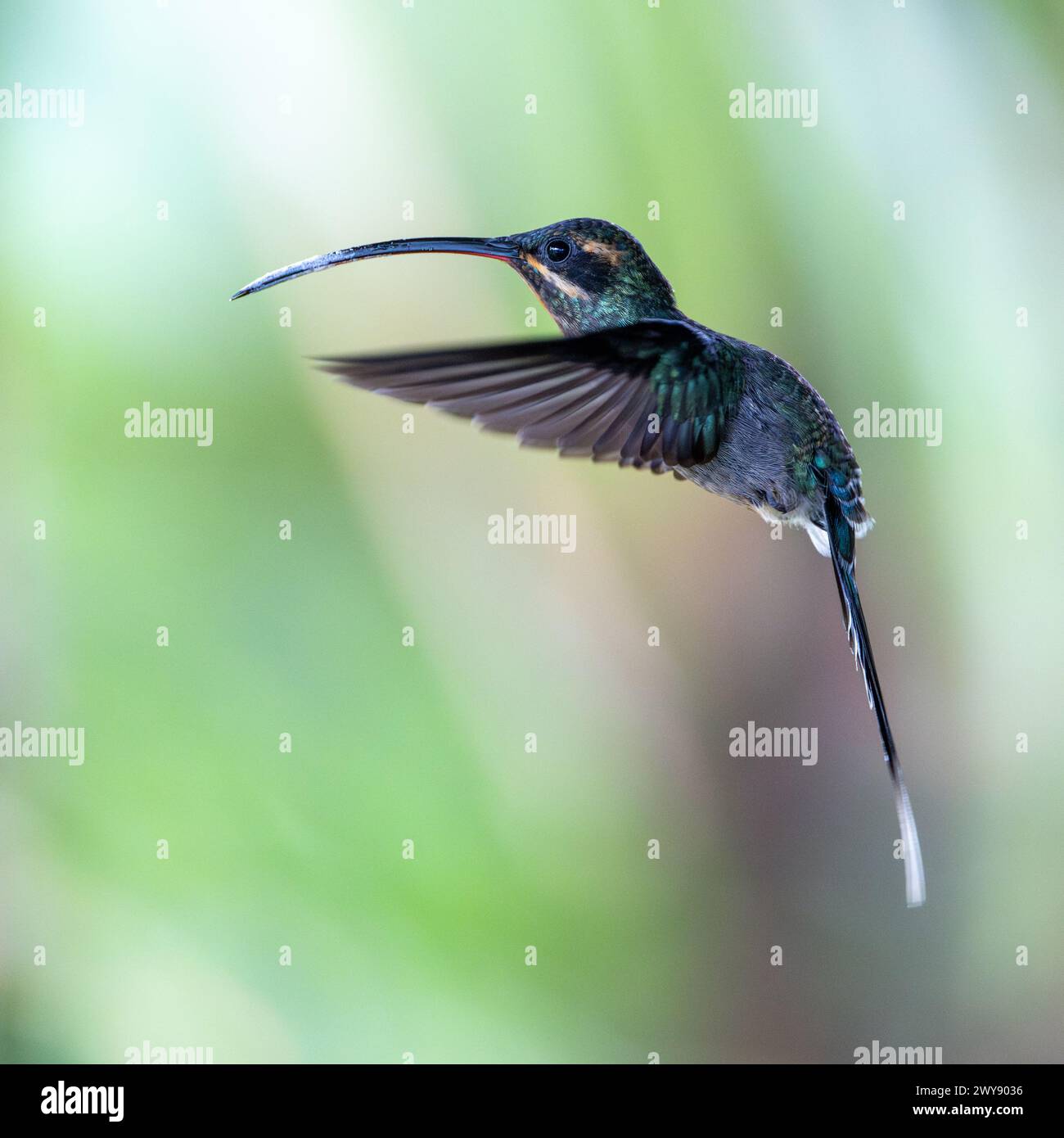 Green Hermit female hovering, Alajuela, Costa Rica, December 2023 Stock ...
