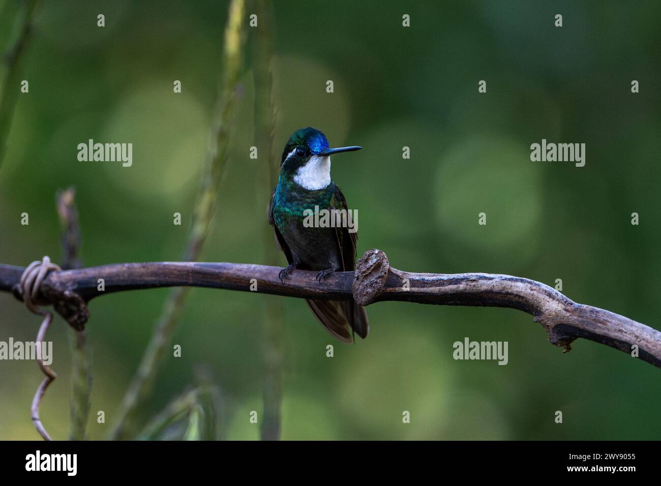 White-throated Mountain Gem, Savegre Hotel, San Gerardo de Dota, Costa ...