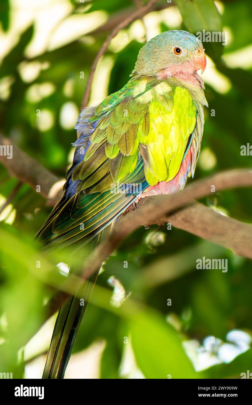 Princess parrot is an Australian bird of the parrot family. Its name ...