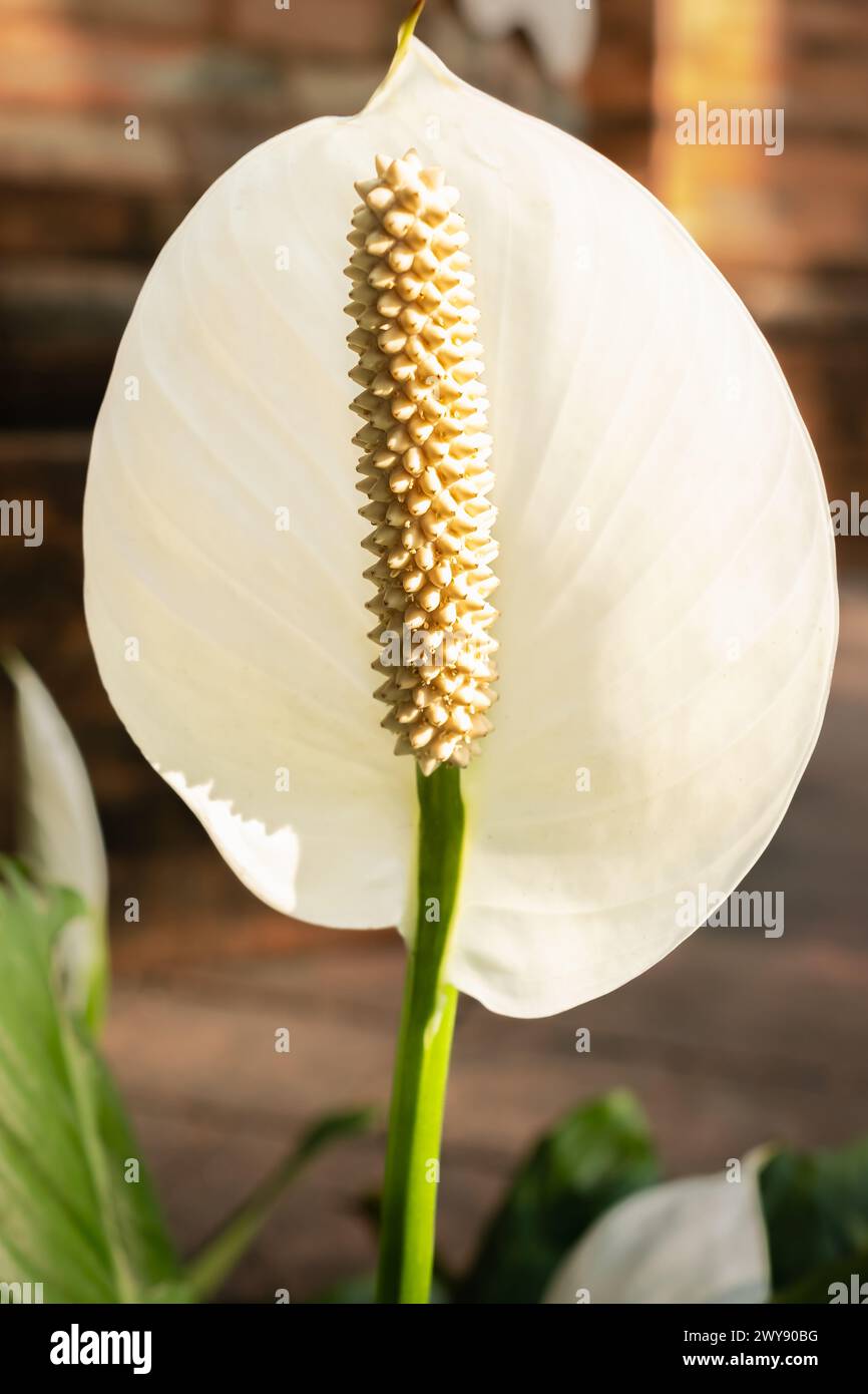 Peace lily flower. Peace Lily plant blooming in the garden. Air ...