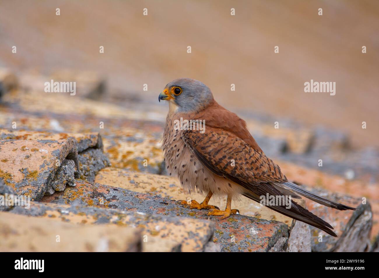 Male lesser kestrel perched on a roof. Wildlife Stock Photo - Alamy