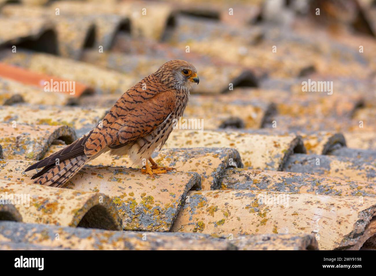 Female Lesser Kestrel perched on a roof. Wildlife Stock Photo - Alamy
