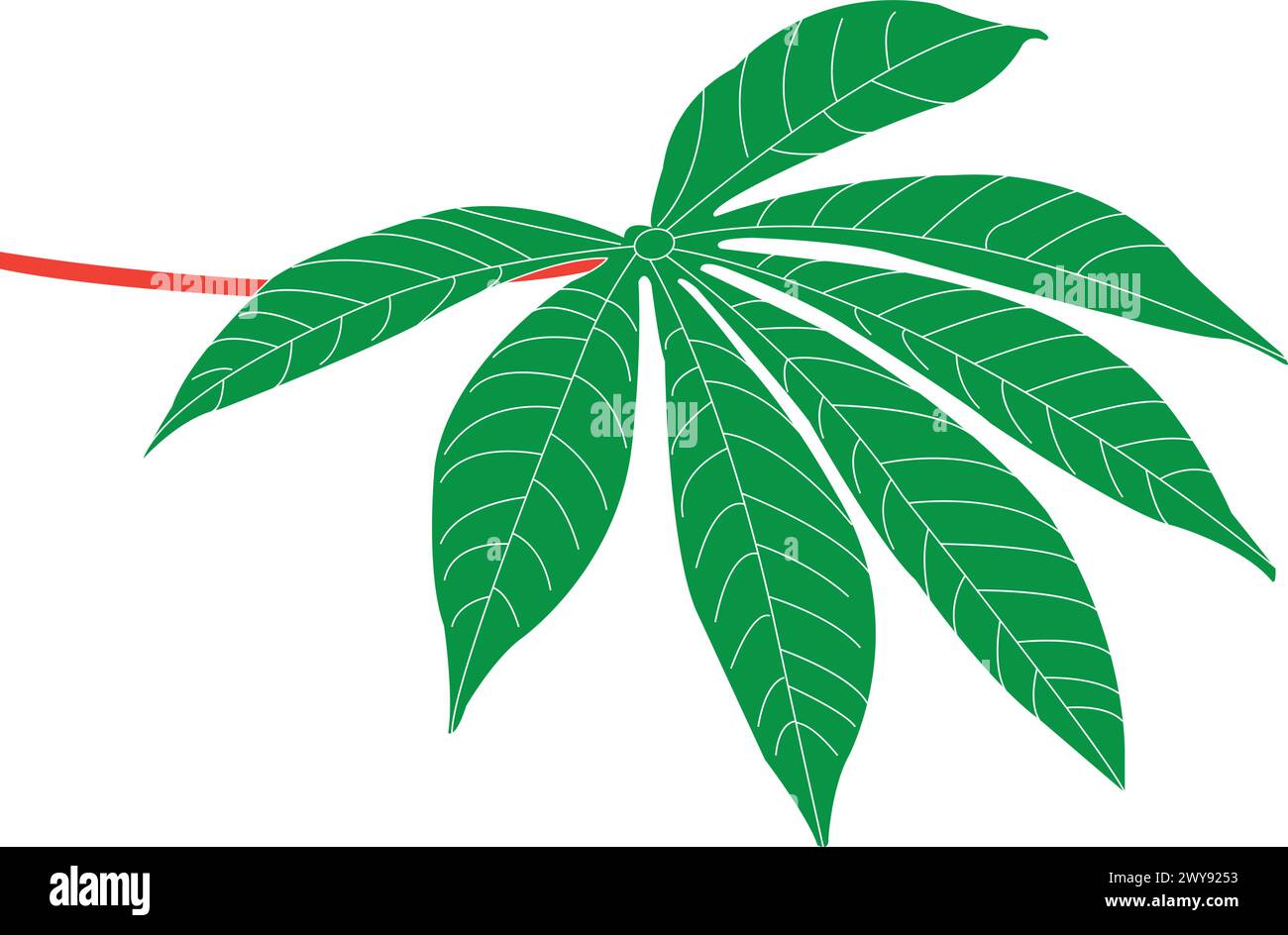 Cassava tree leaf Stock Vector Images - Alamy