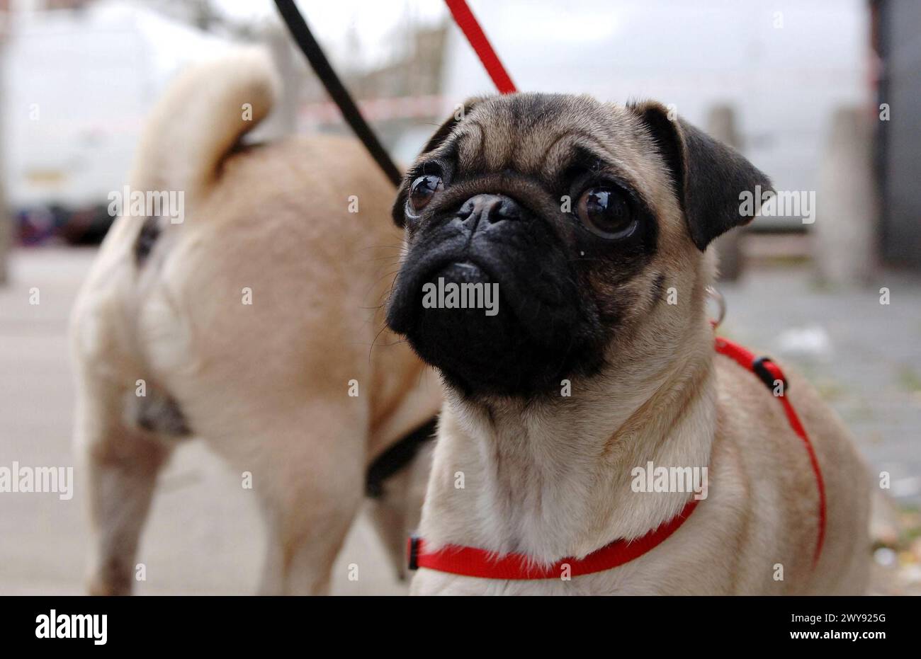 File photo dated 04/04/07 of a pug. MPs are calling on the Government ...