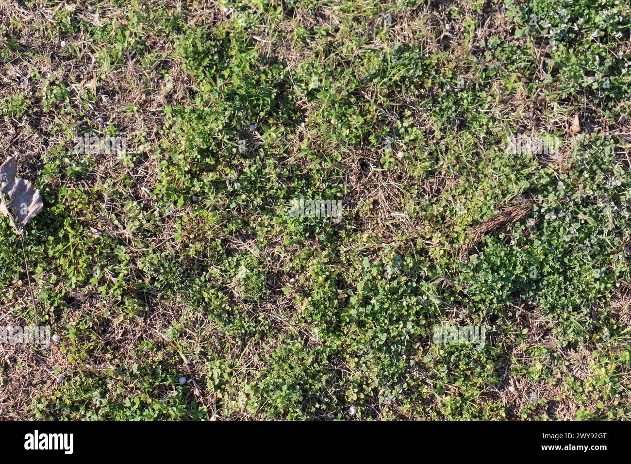 Mud and grass ground texture suitable for reference Stock Photo - Alamy
