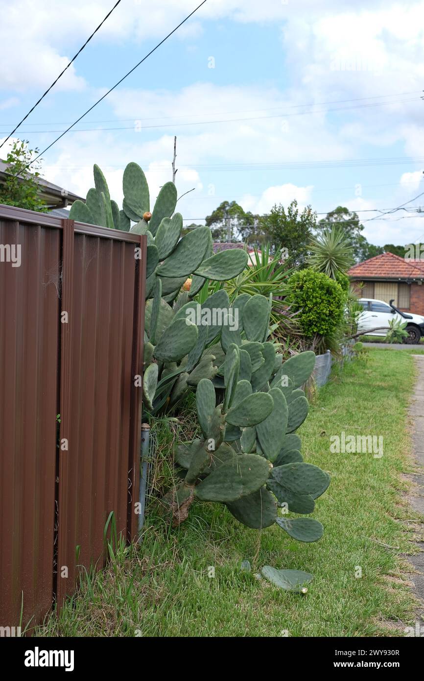 Sydney western suburb house hi-res stock photography and images - Alamy
