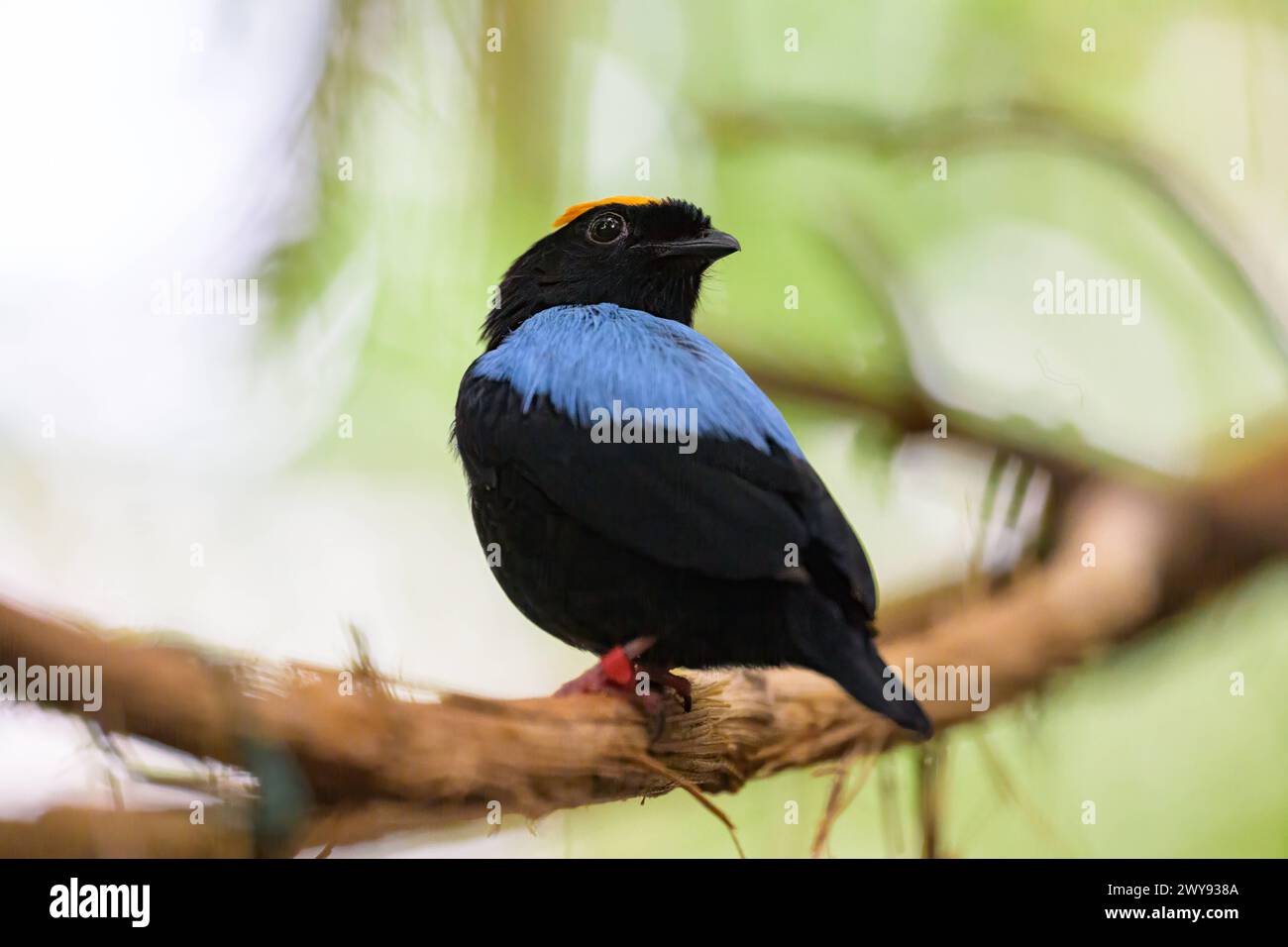 A Blue backed Manakin sitting on a branch in a zoo Austria Stock Photo ...