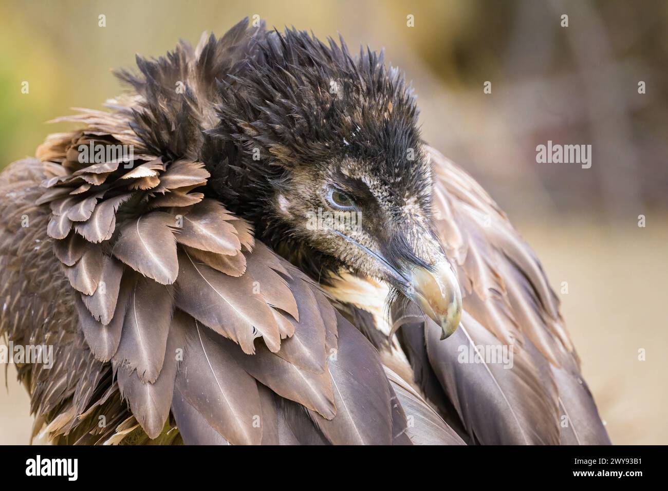 Portrait of a young Bearded Vulture in a zoo, cloudy day in winter ...