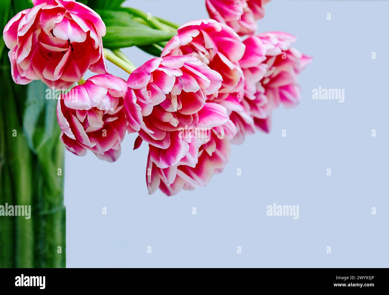 Image of a bouquet of open pink tulips Columbus Stock Photo - Alamy