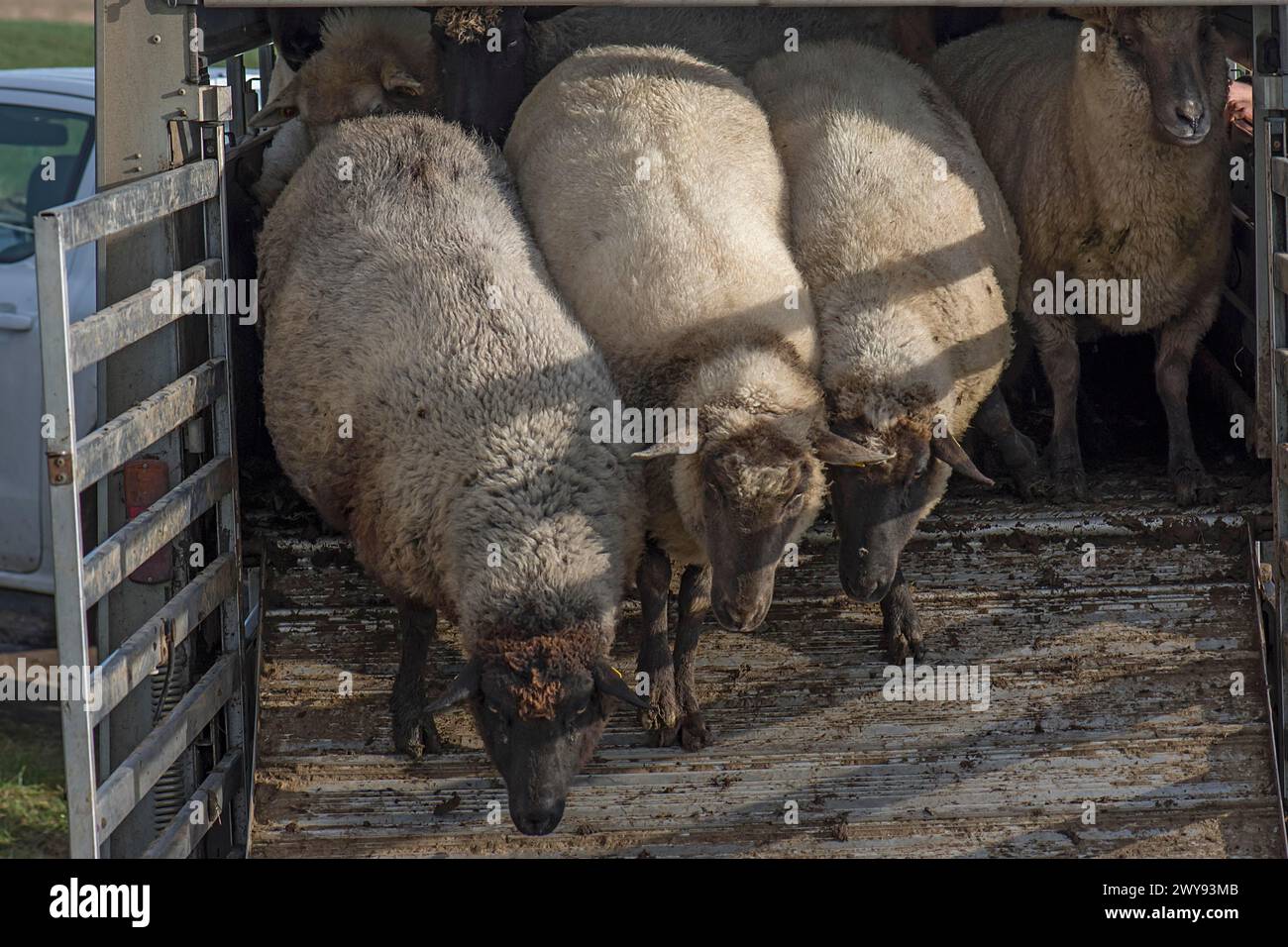 Cattle truck hi-res stock photography and images - Alamy