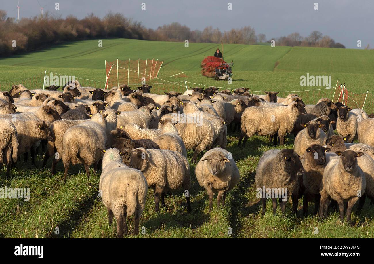 Livestock fencing hi-res stock photography and images - Alamy