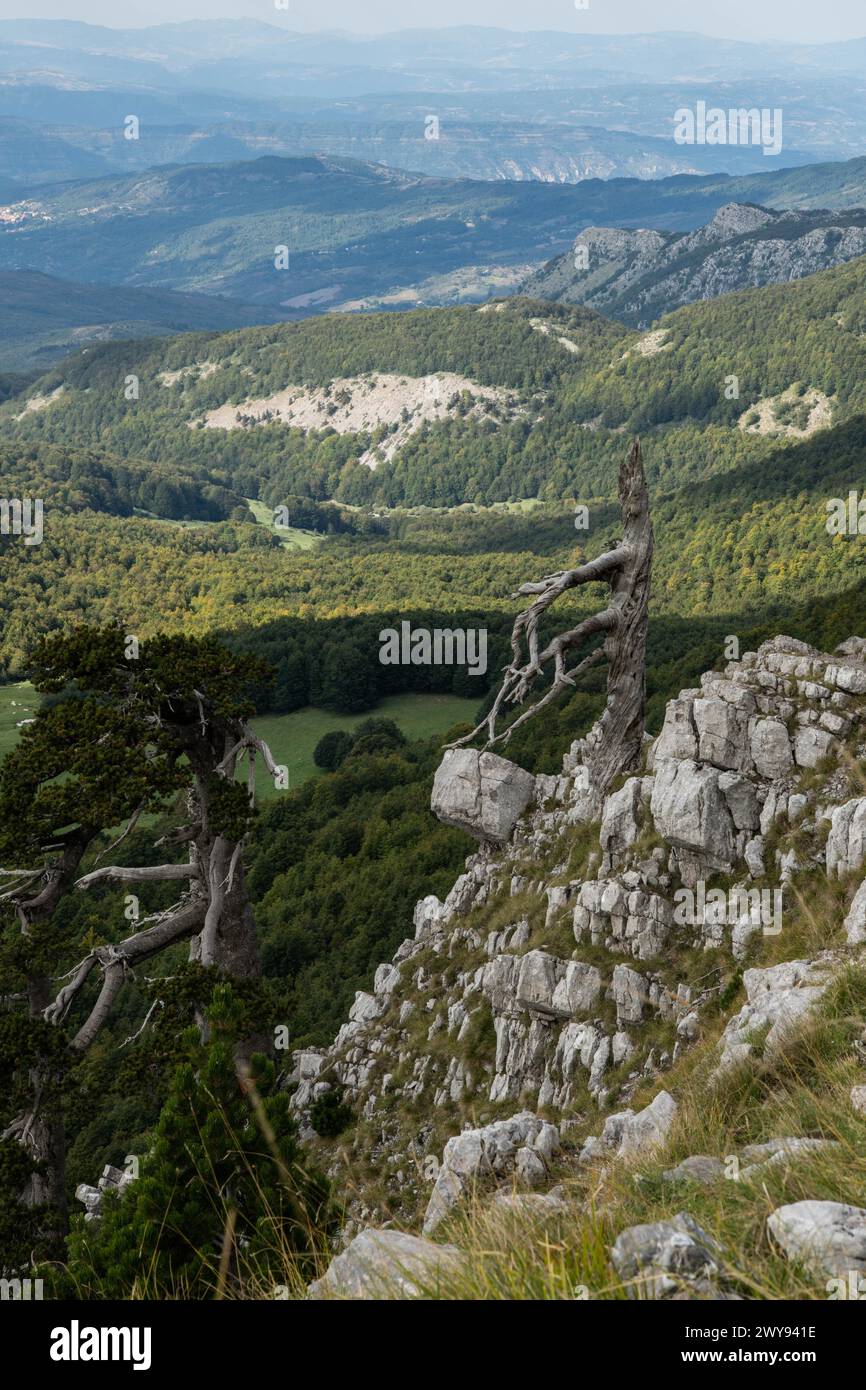 Pollino national park, Pinus heldreichii, italy Stock Photo - Alamy