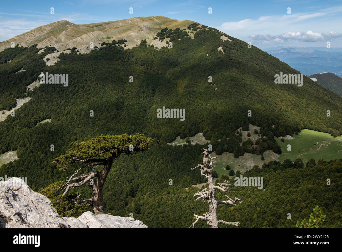 Pollino national park, Pinus heldreichii, italy Stock Photo - Alamy