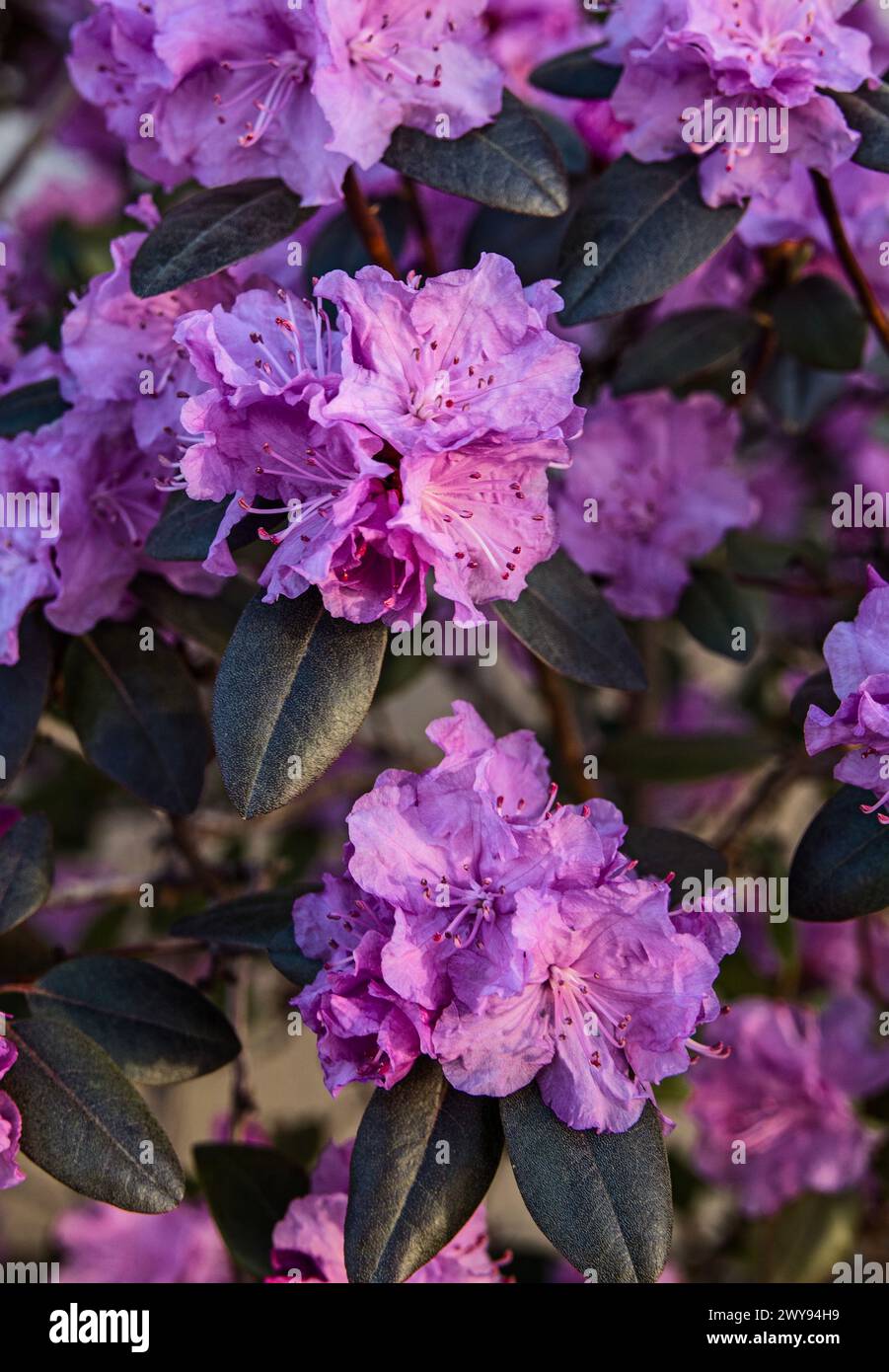 Pink Azalea blossoming in Spring light Stock Photo - Alamy