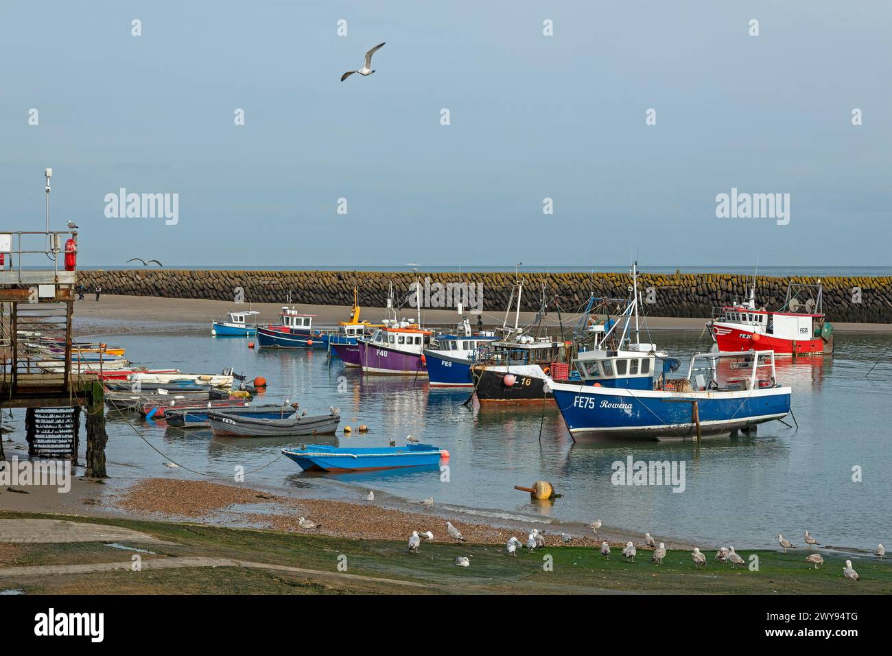 Flying seagull, boats, boat harbour, Folkestone, Kent, Great Britain ...