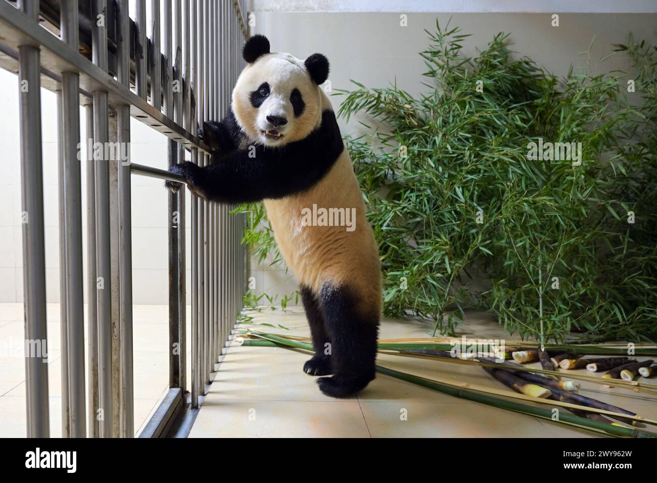 (240405) -- BEIJING, April 5, 2024 (Xinhua) -- This photo taken on ...