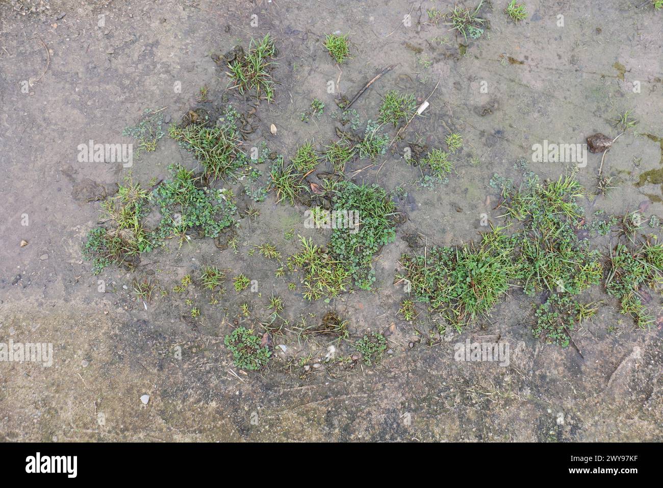 Mud and grass ground texture suitable for reference Stock Photo - Alamy
