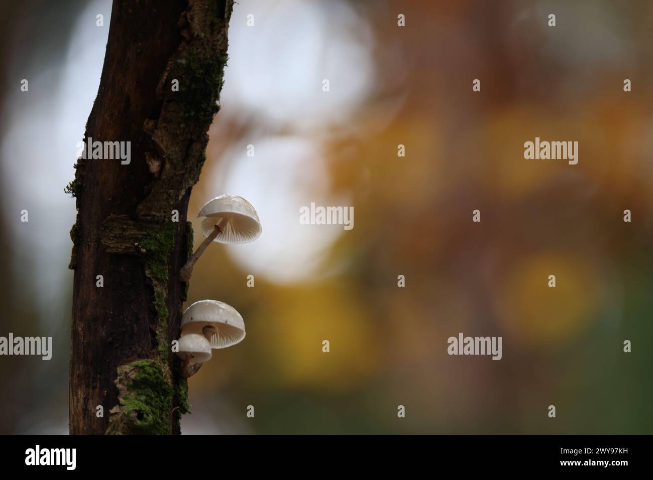 Oudemansiella mucida in the autumn beech forest Germany Stock Photo - Alamy