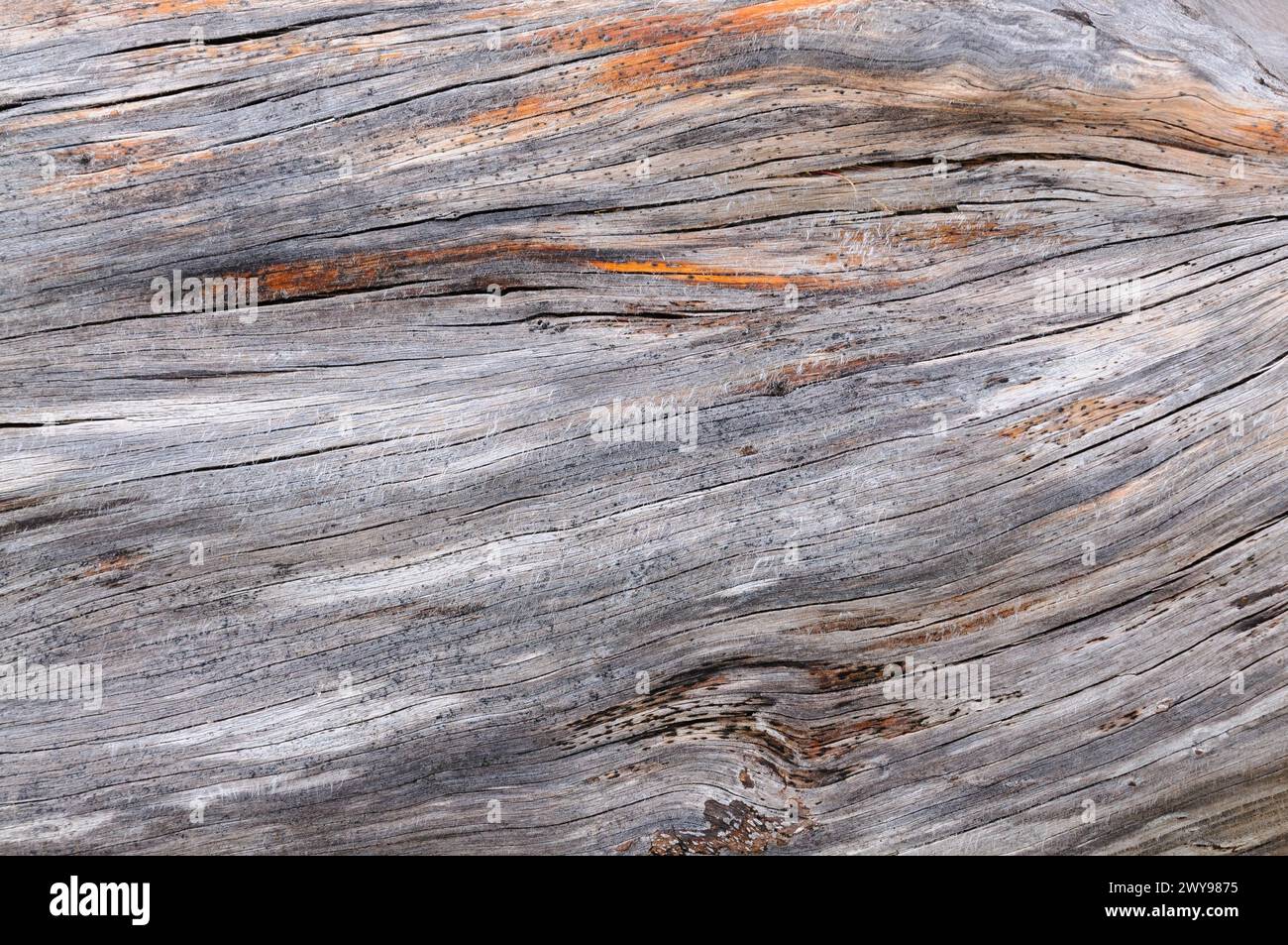 Weathered wood surface with detailed grain and rustic charm Stock Photo ...