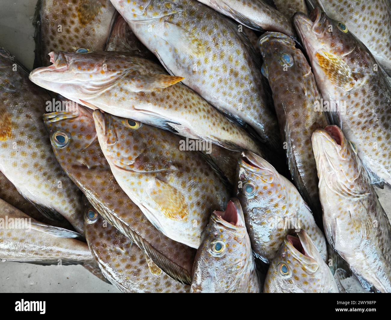 lots of epinephelus marginatus fishes on the ice tray Stock Photo - Alamy