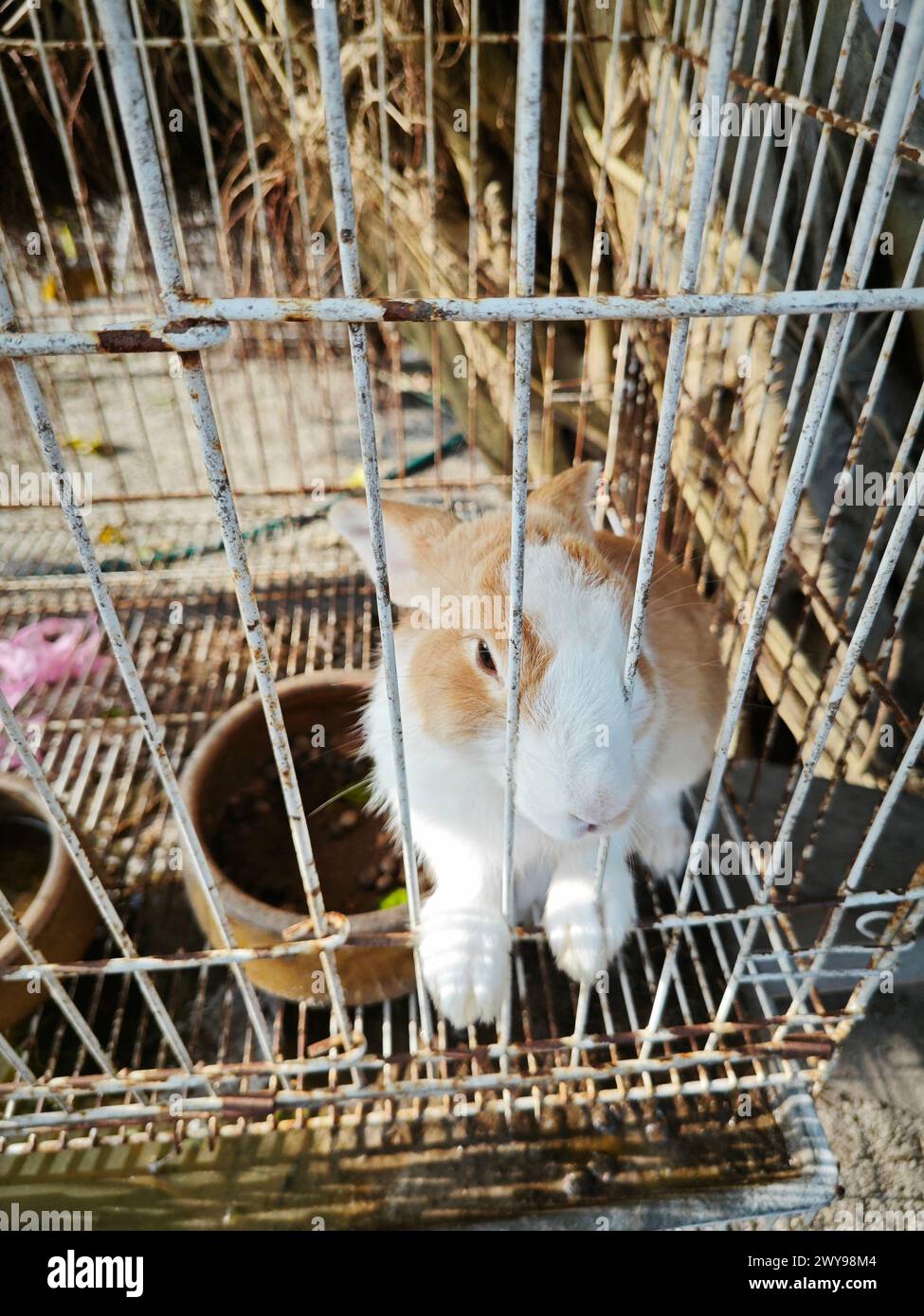 a cute lonely white rabbit in the caged Stock Photo - Alamy