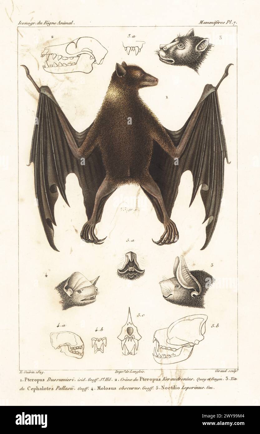 Pteropus keraudrenius hi-res stock photography and images - Alamy