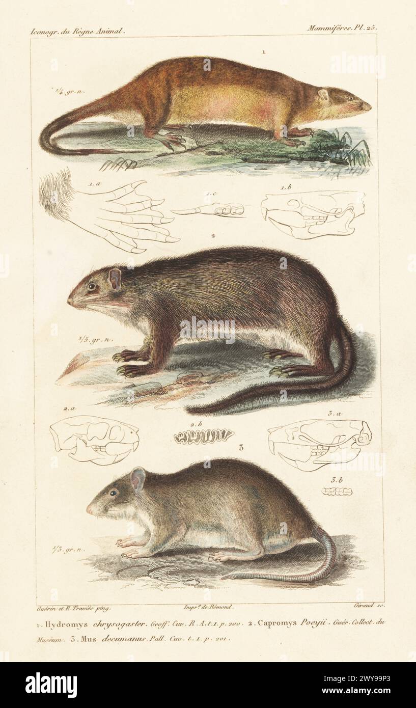 Mysateles prehensilis prehensilis hi-res stock photography and images ...