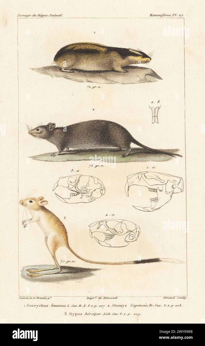Norway lemming, Lemmus lemmus 1 Southern African vlei rat, Otomys ...
