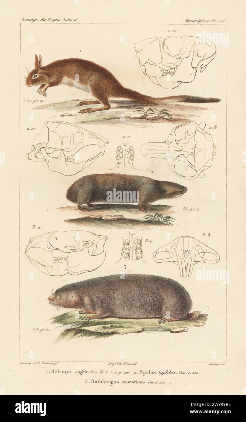 Bathyergus capensis hi-res stock photography and images - Alamy