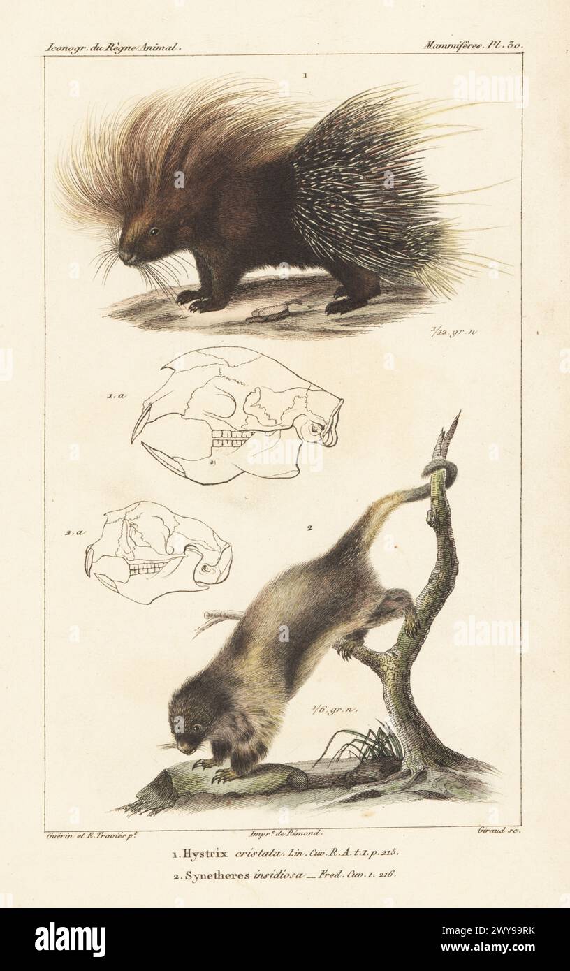 African crested porcupine, Hystrix cristata 1, and Bahia porcupine ...