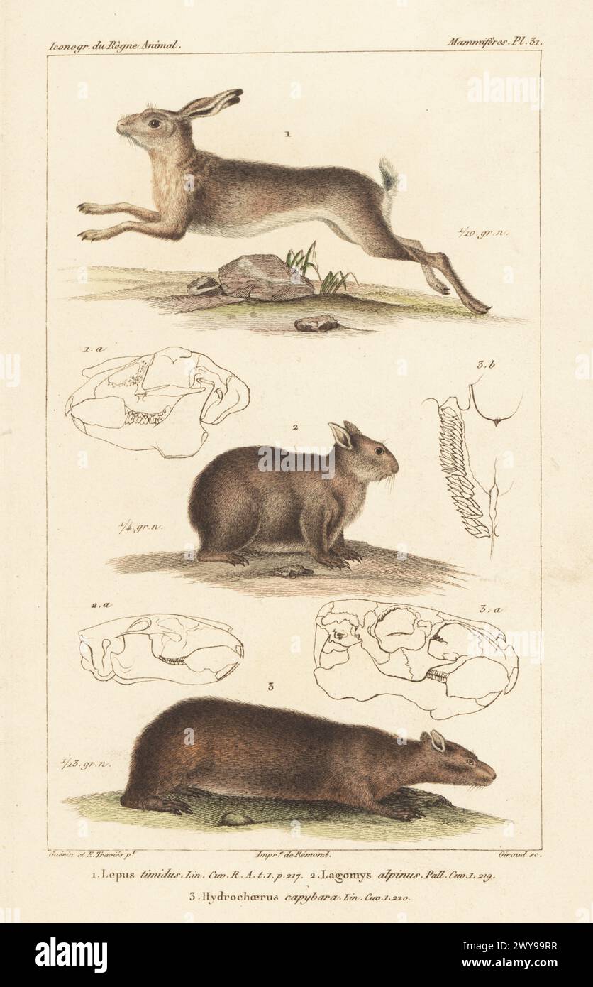 Mountain hare, Lepus timidus 1, alpine pika, Ochotona alpina 2, and ...
