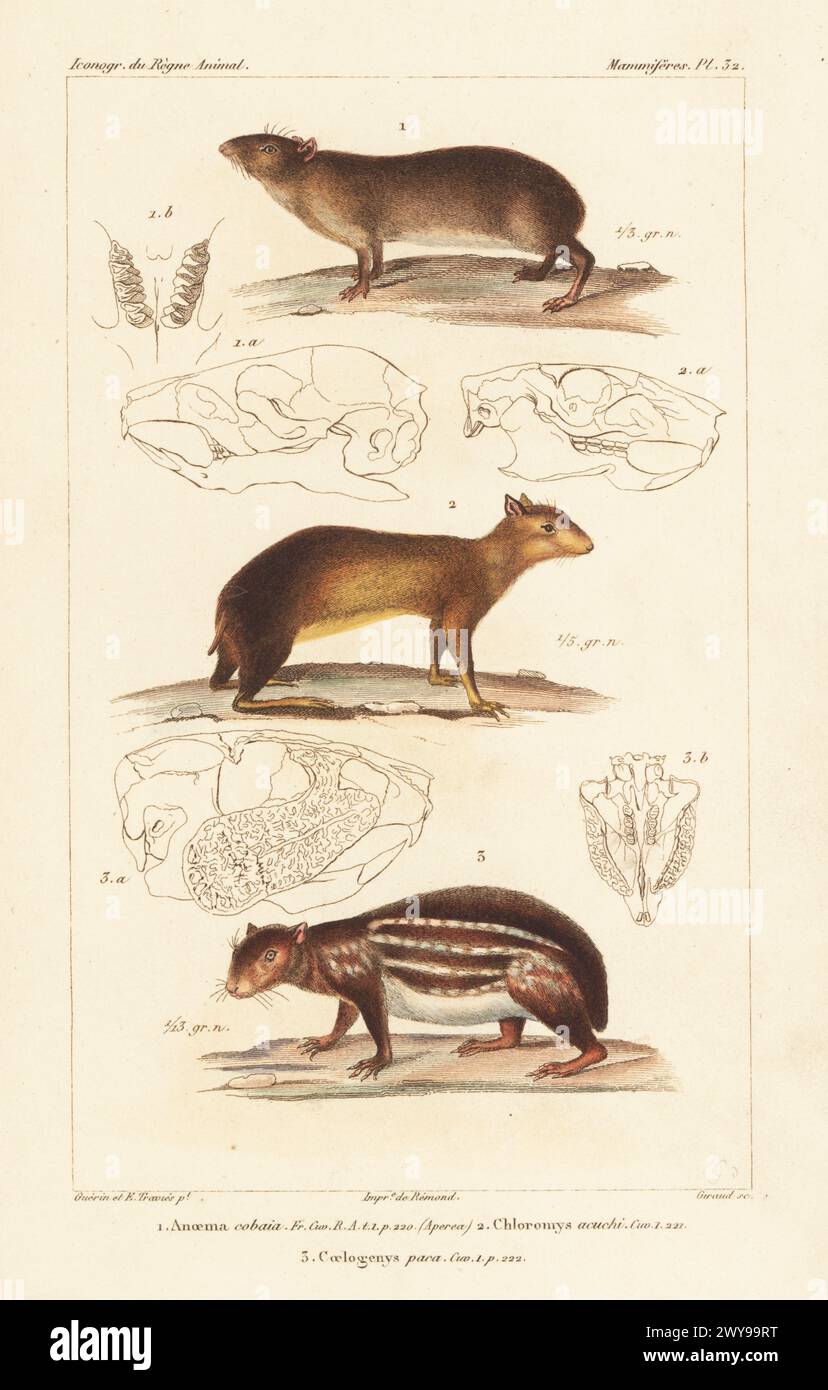 Chloromys acuchi hi-res stock photography and images - Alamy