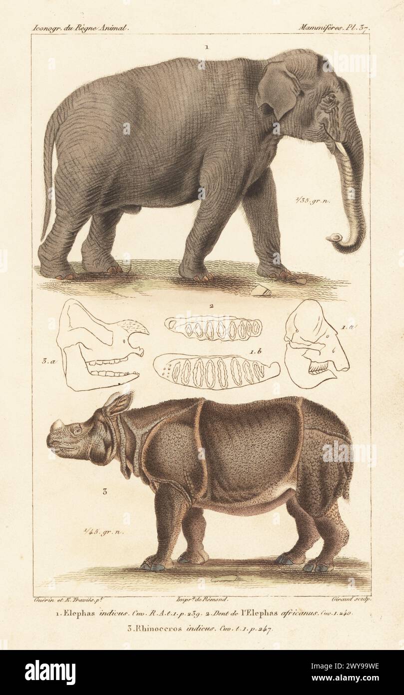 Cuvier elephant teeth hi-res stock photography and images - Alamy