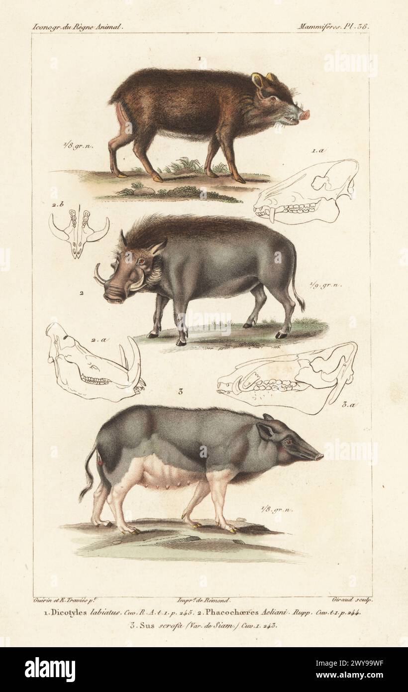 White-lipped peccary, Tayassu pecari 1, desert warthog, Phacochoerus ...