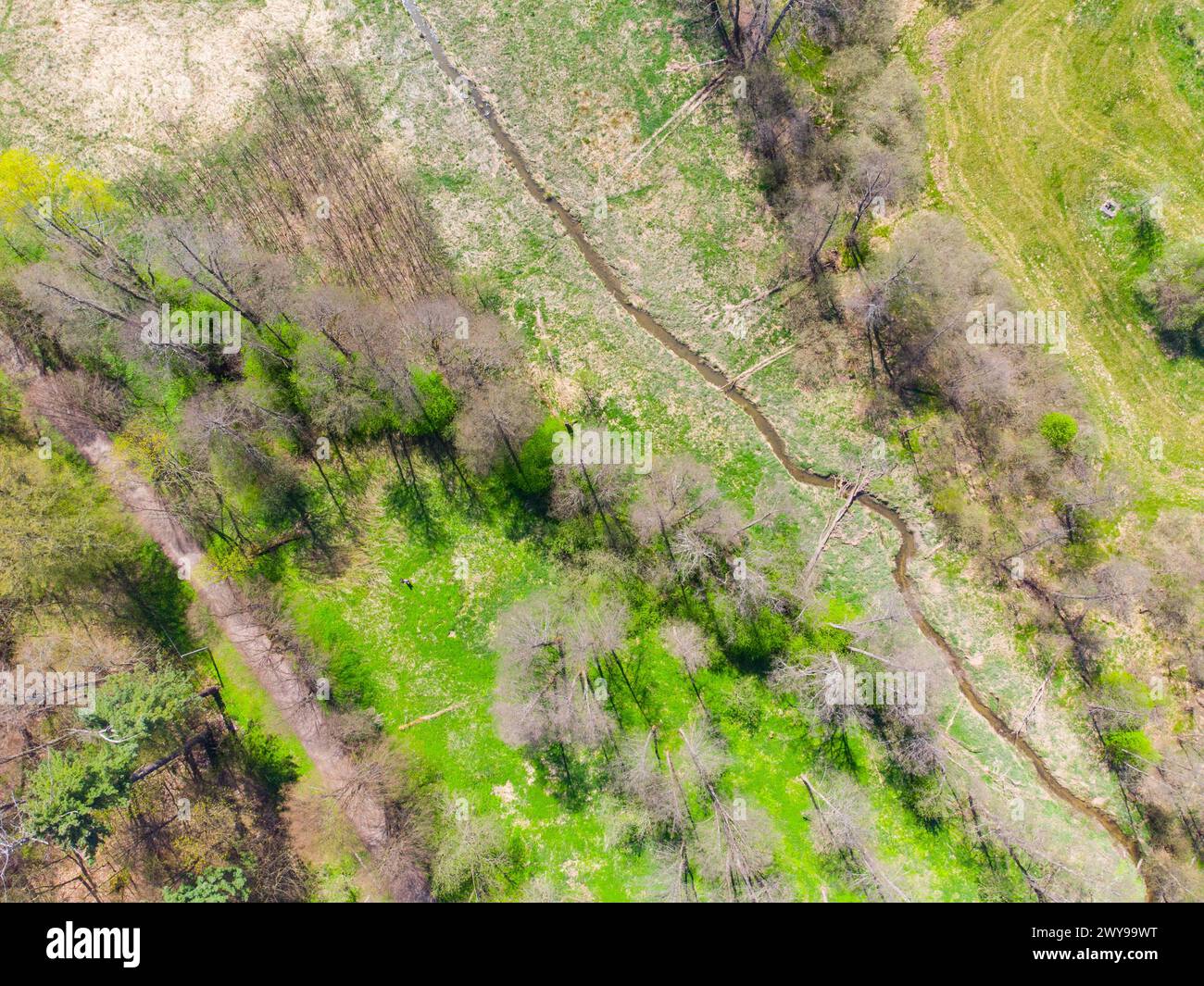 An aerial perspective reveals the vibrant greenery of a forest in ...