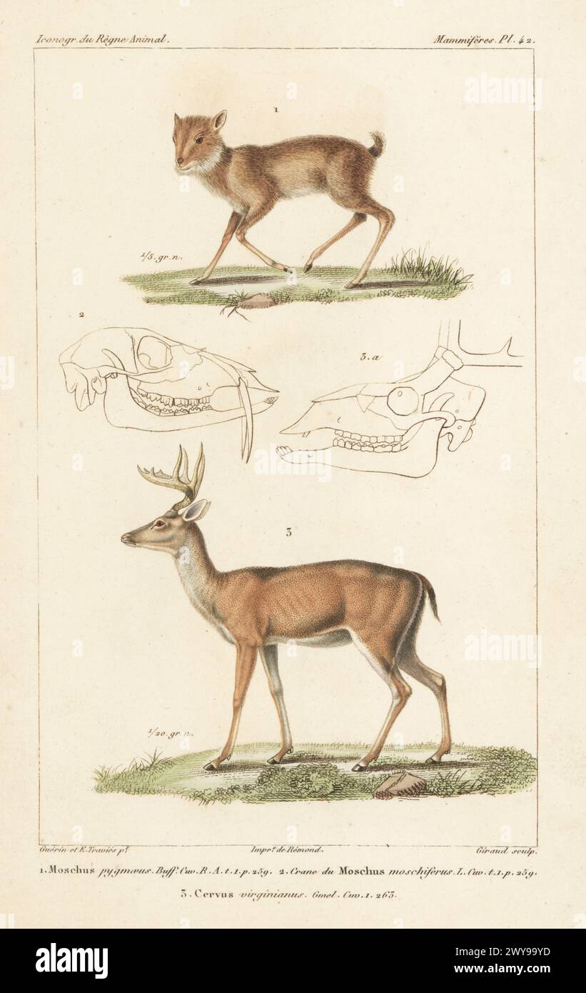 Neotragus pygmaeus hi-res stock photography and images - Alamy