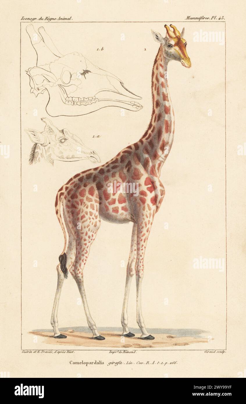 Nicholas huet hi-res stock photography and images - Alamy