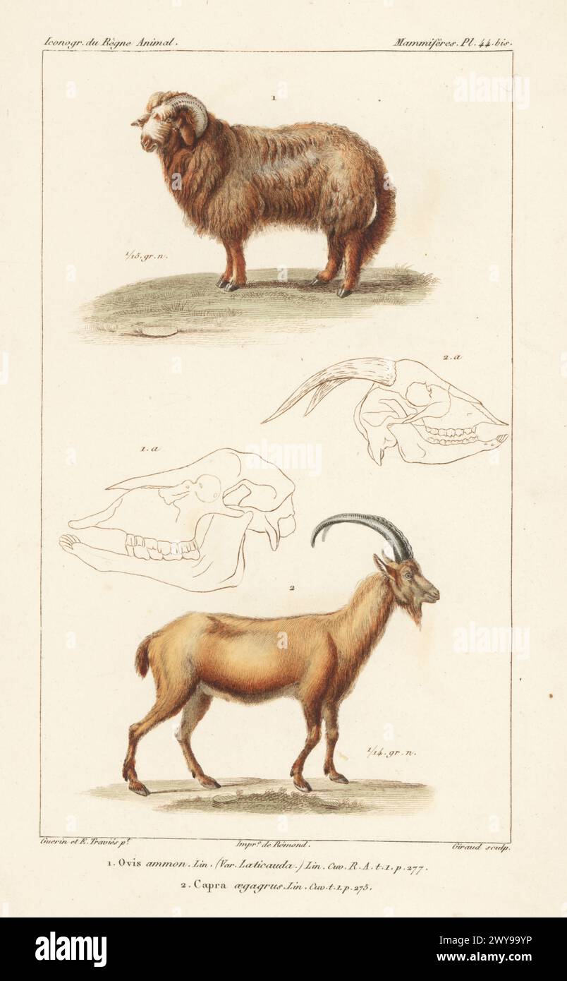 Broad-tailed argali sheep, Ovis ammon var. laticauda 1, and wild goat ...