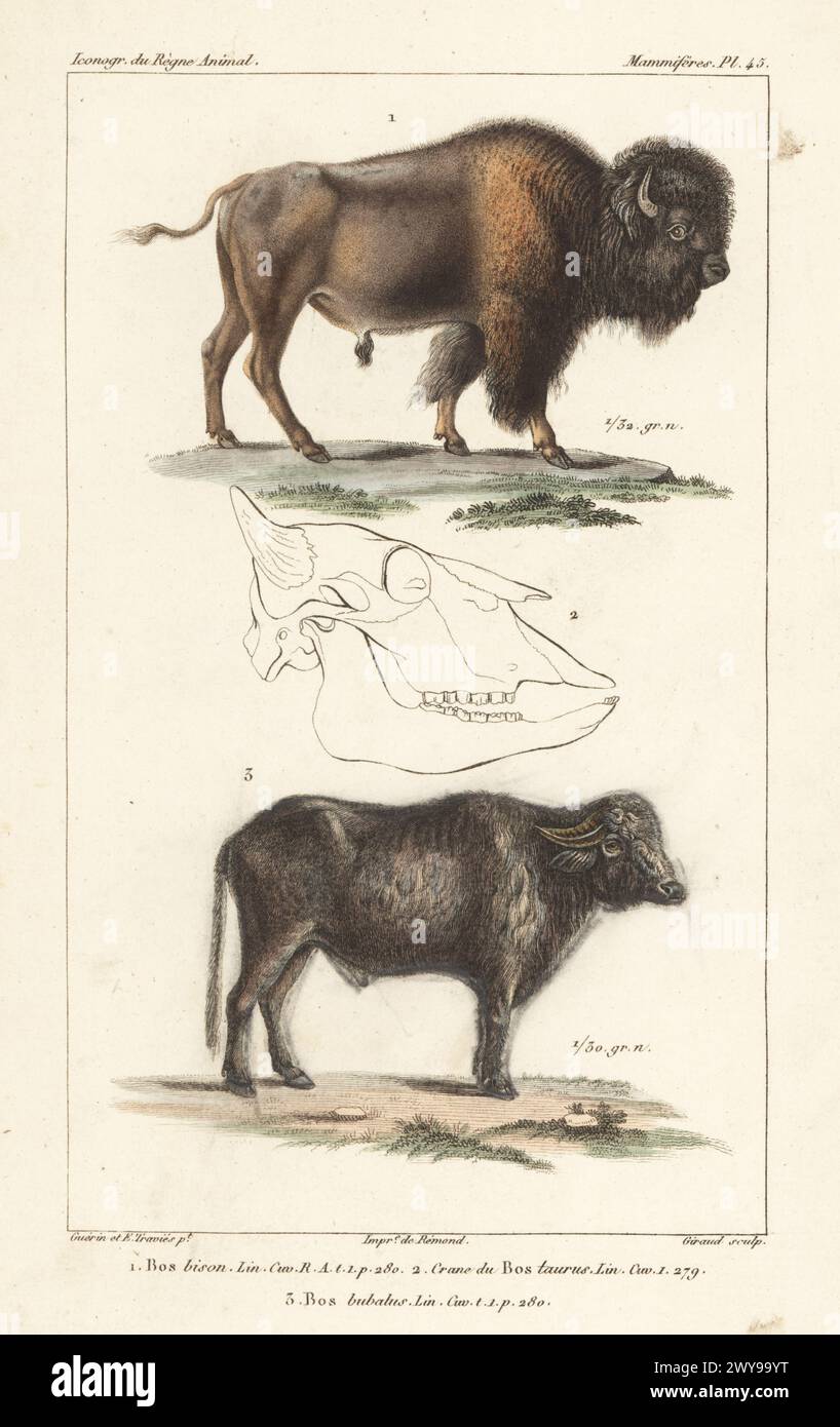 American bison, Bison bison 1, water buffalo, Bubalus bubalis 3, and ...