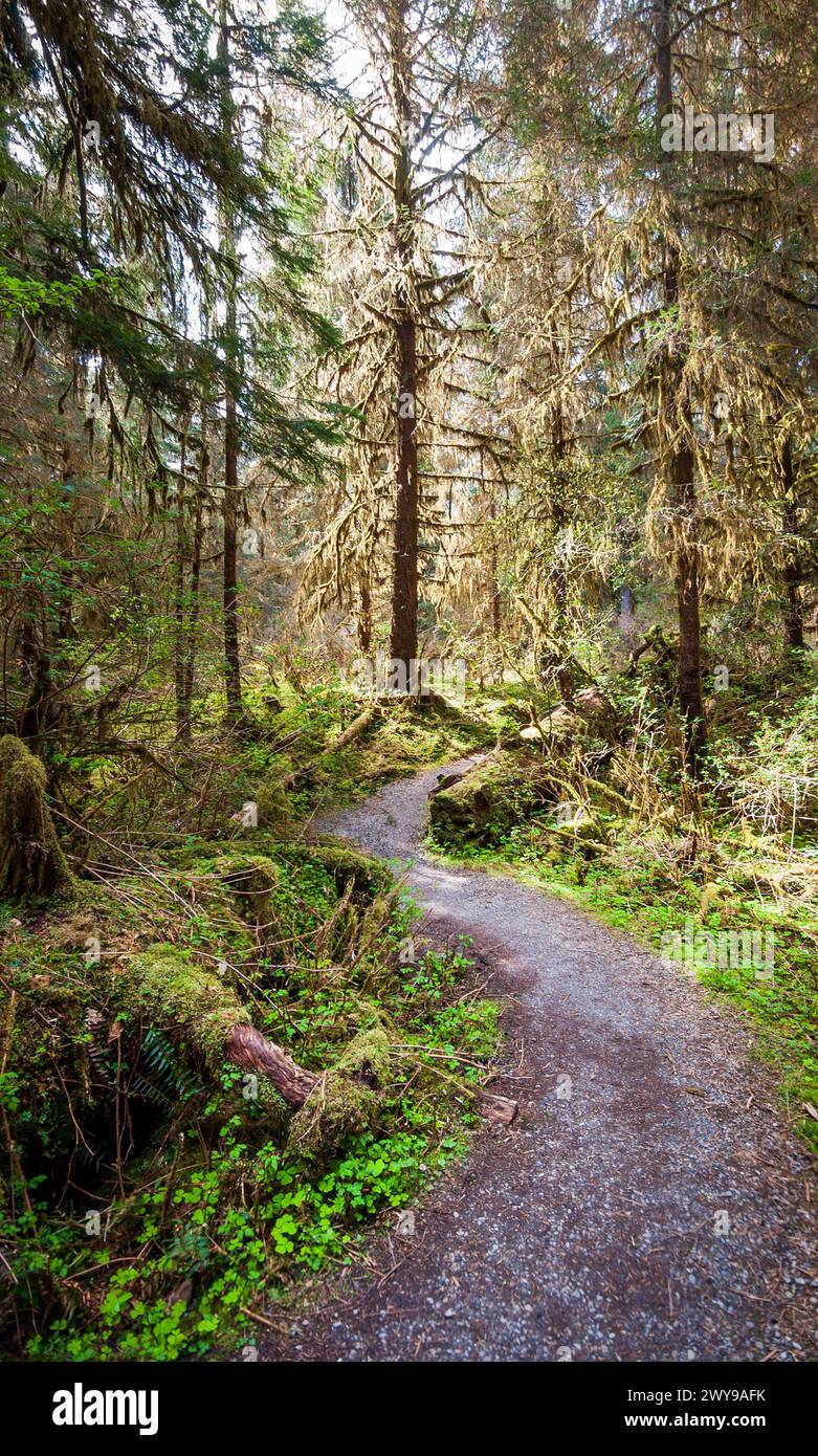 The Hoh River Trail in the Hoh Rainforest in Olympic National Park ...