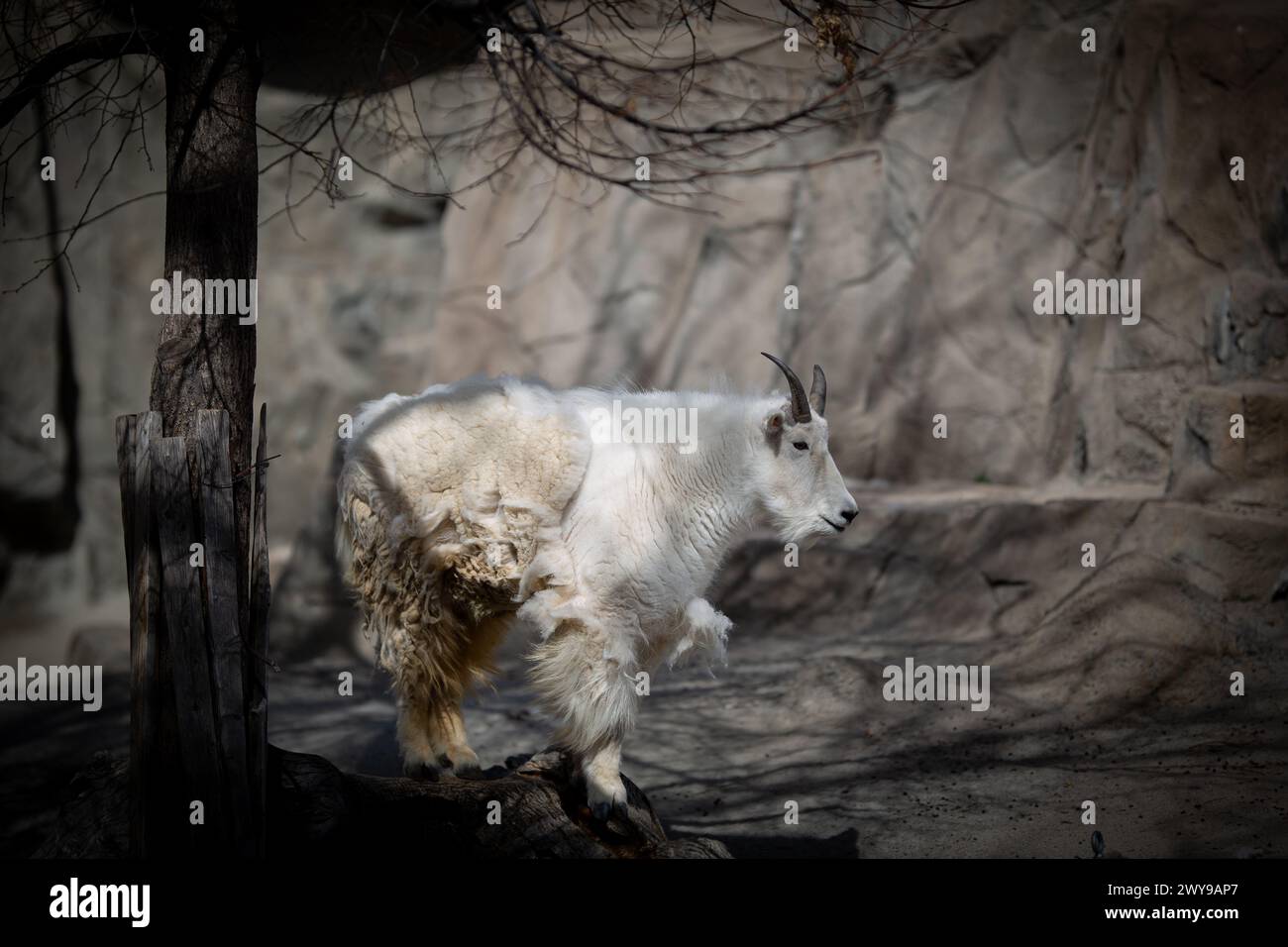 Graceful mountain goat hi-res stock photography and images - Alamy